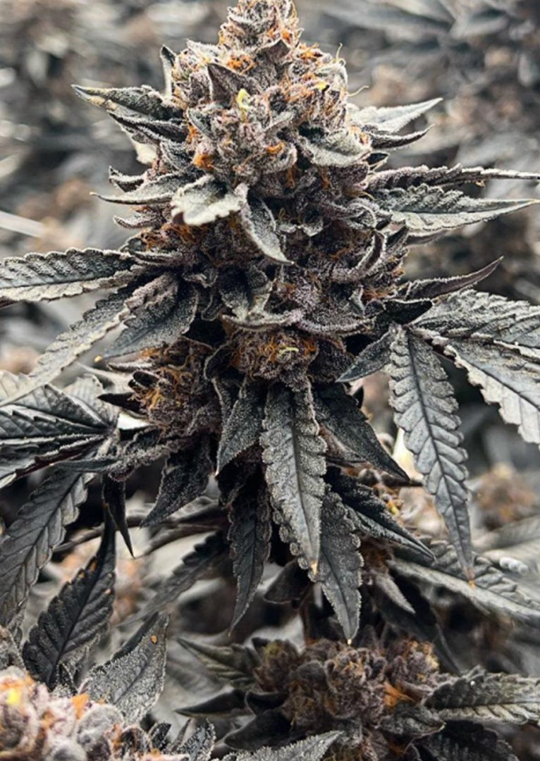 Black runtz strain friendly farms- Buy Black runtz strain online now
